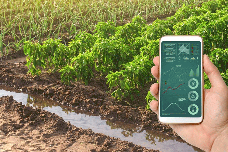 AI Crop Calendar | Salam Kisan